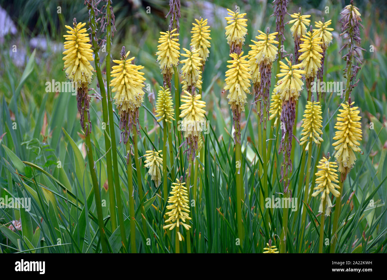Tritoma Torch Lilies from Africa photographed at the botanical gardens ...