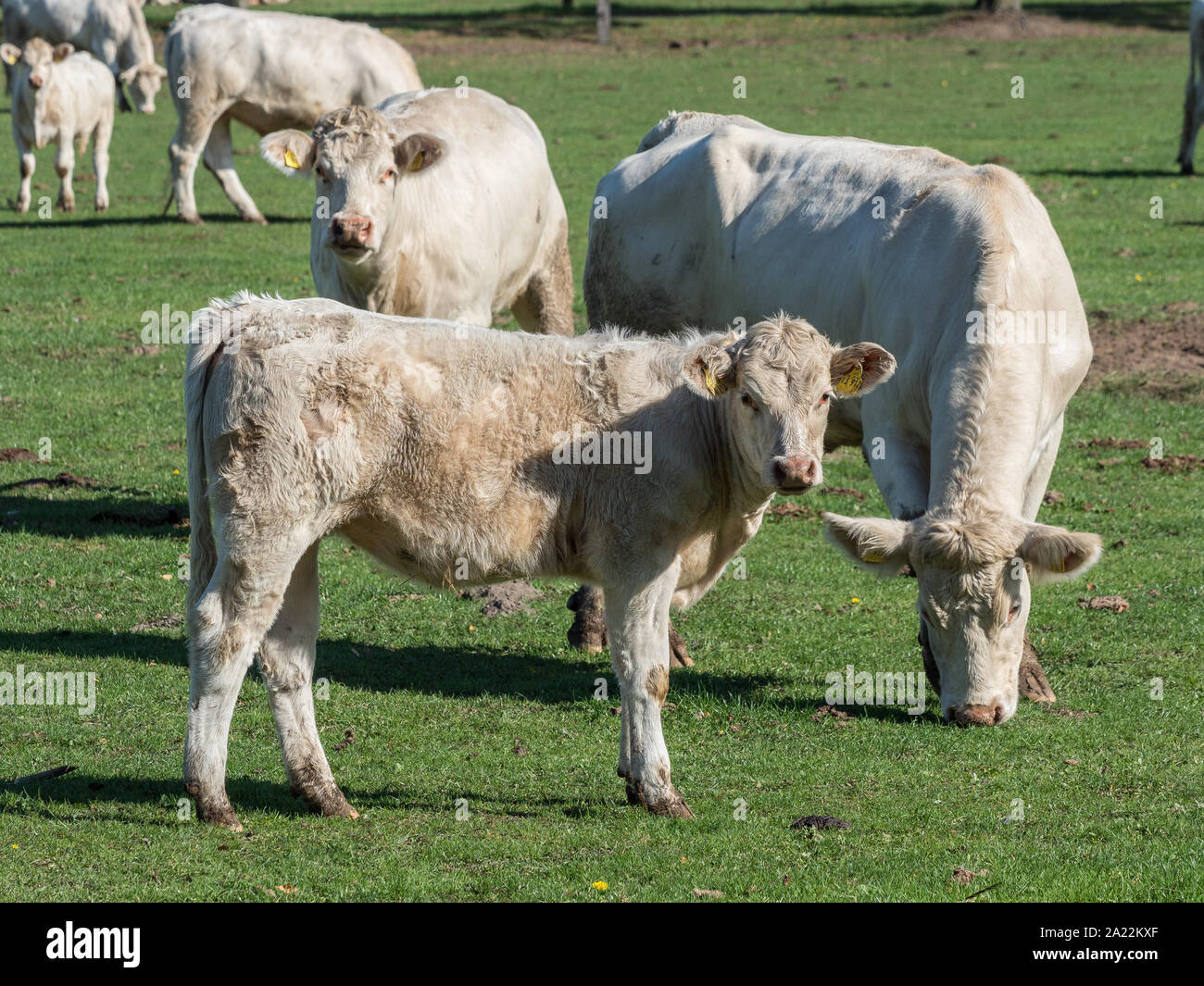 many cows in germany Stock Photo - Alamy