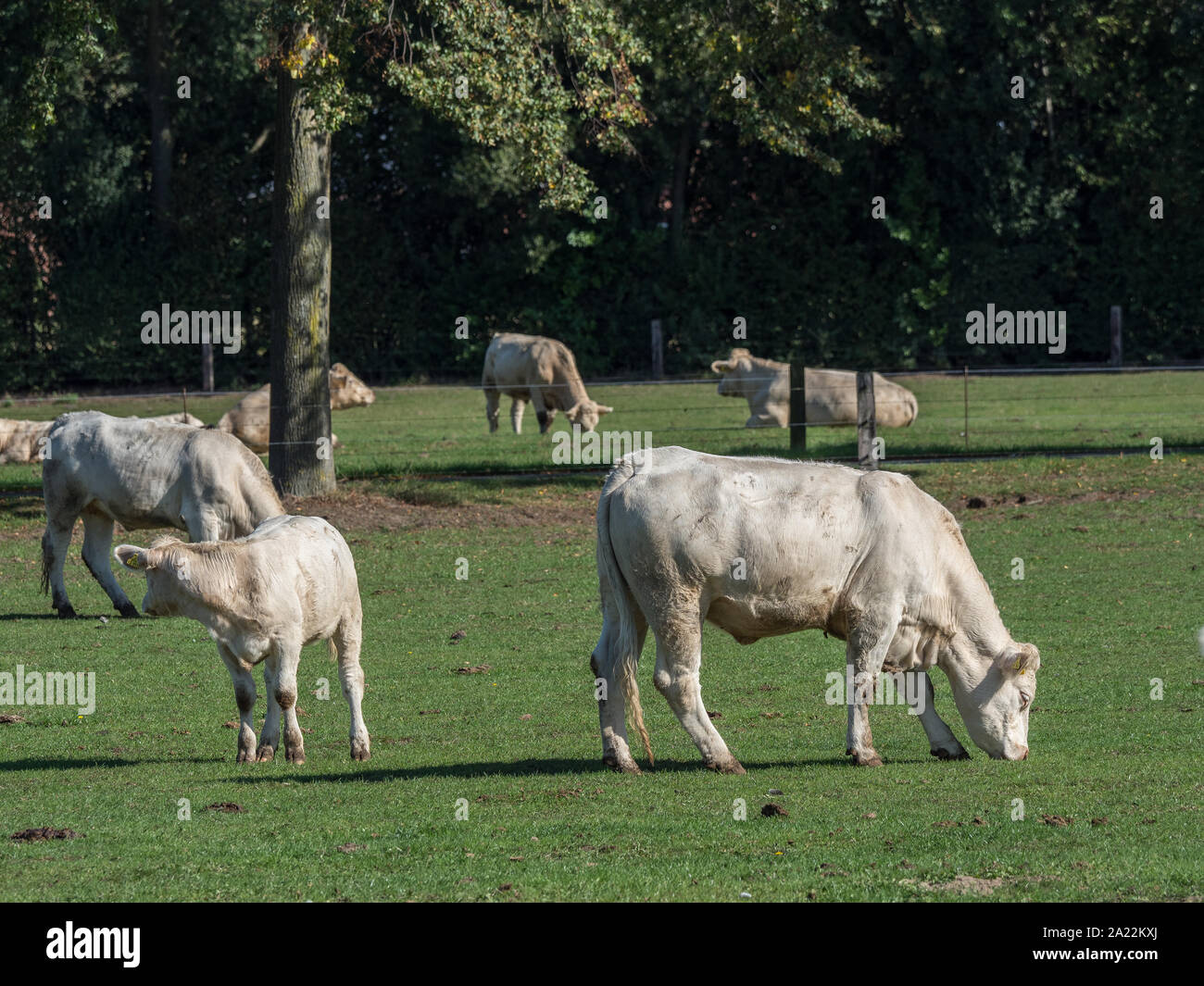 many cows in germany Stock Photo - Alamy