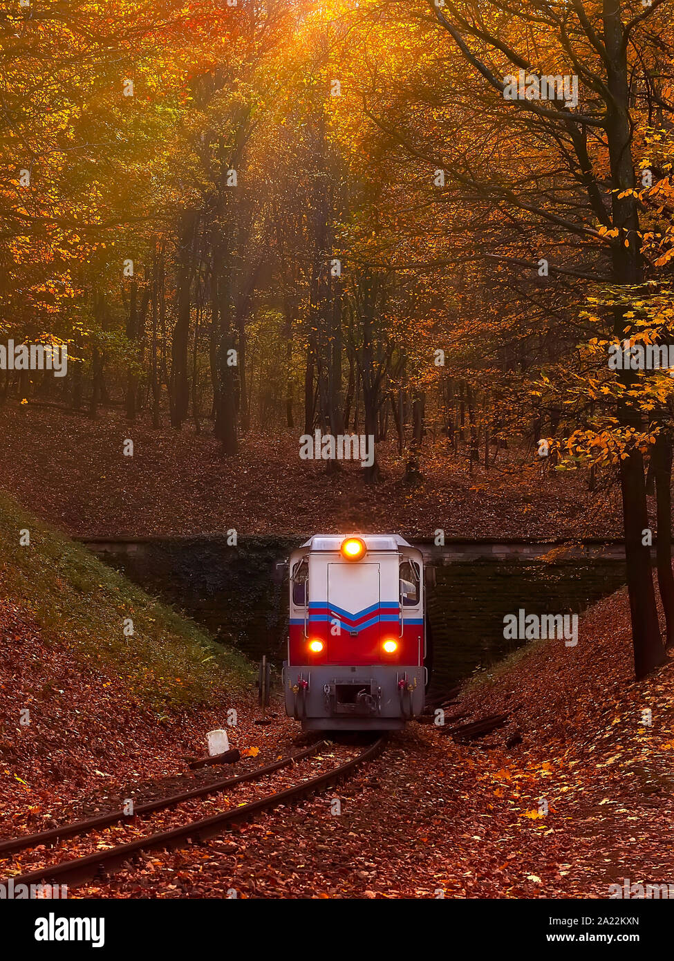 Forest train in amazing autumn colors. Bright lights, fantastic mood ...