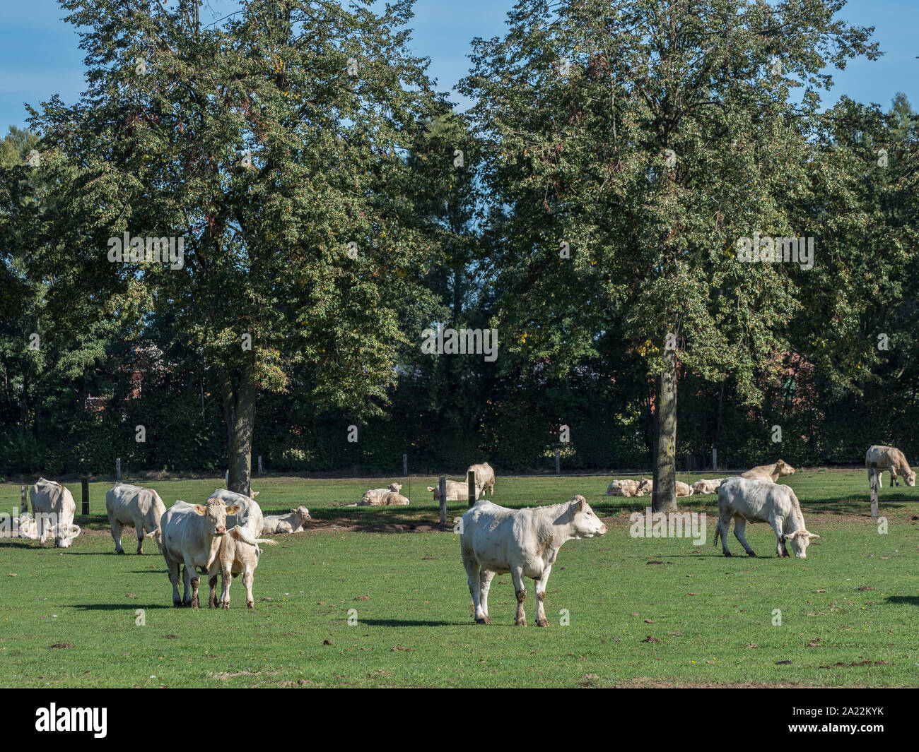 many cows in germany Stock Photo - Alamy