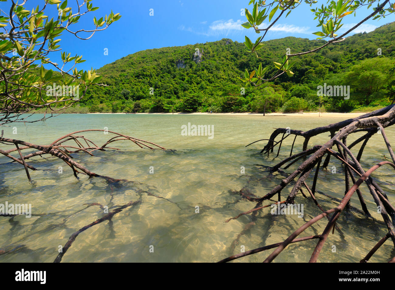 Mangrove tree in sea water over idyllic beach landscape, Thailand Stock ...