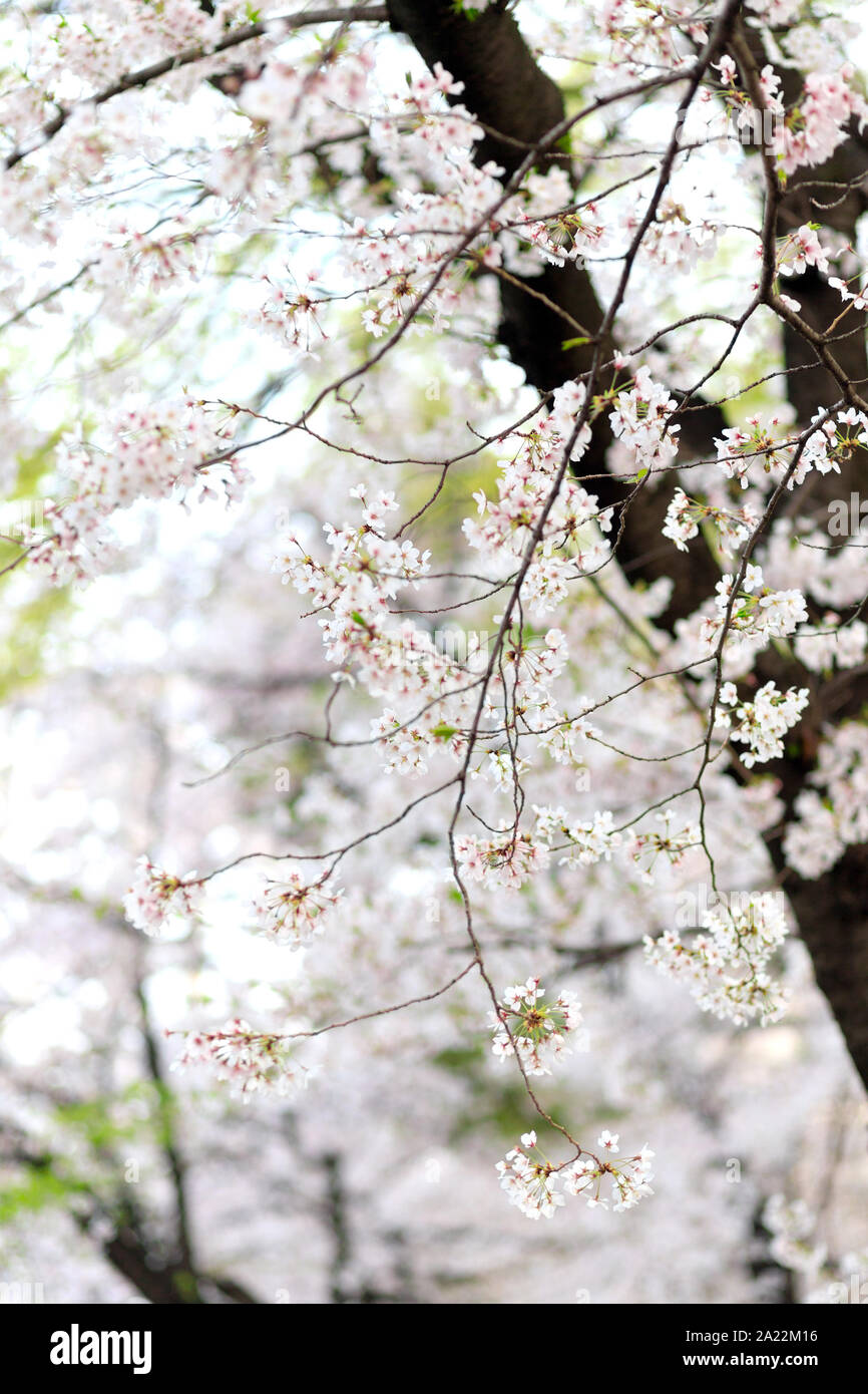Cherry tree full bloom in Japan, shallow depth of field Stock Photo - Alamy