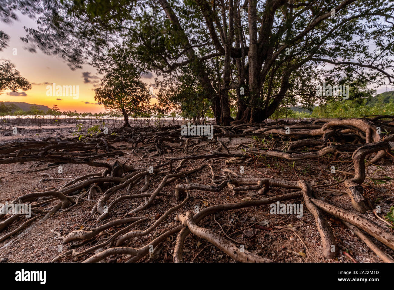 Huge mangrove tree with very long messy roots at dusk, Thailand Stock ...