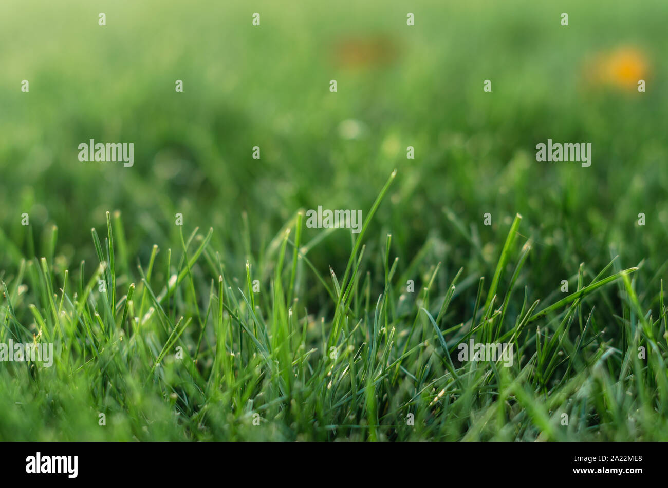 background green grass pattern close up Stock Photo - Alamy