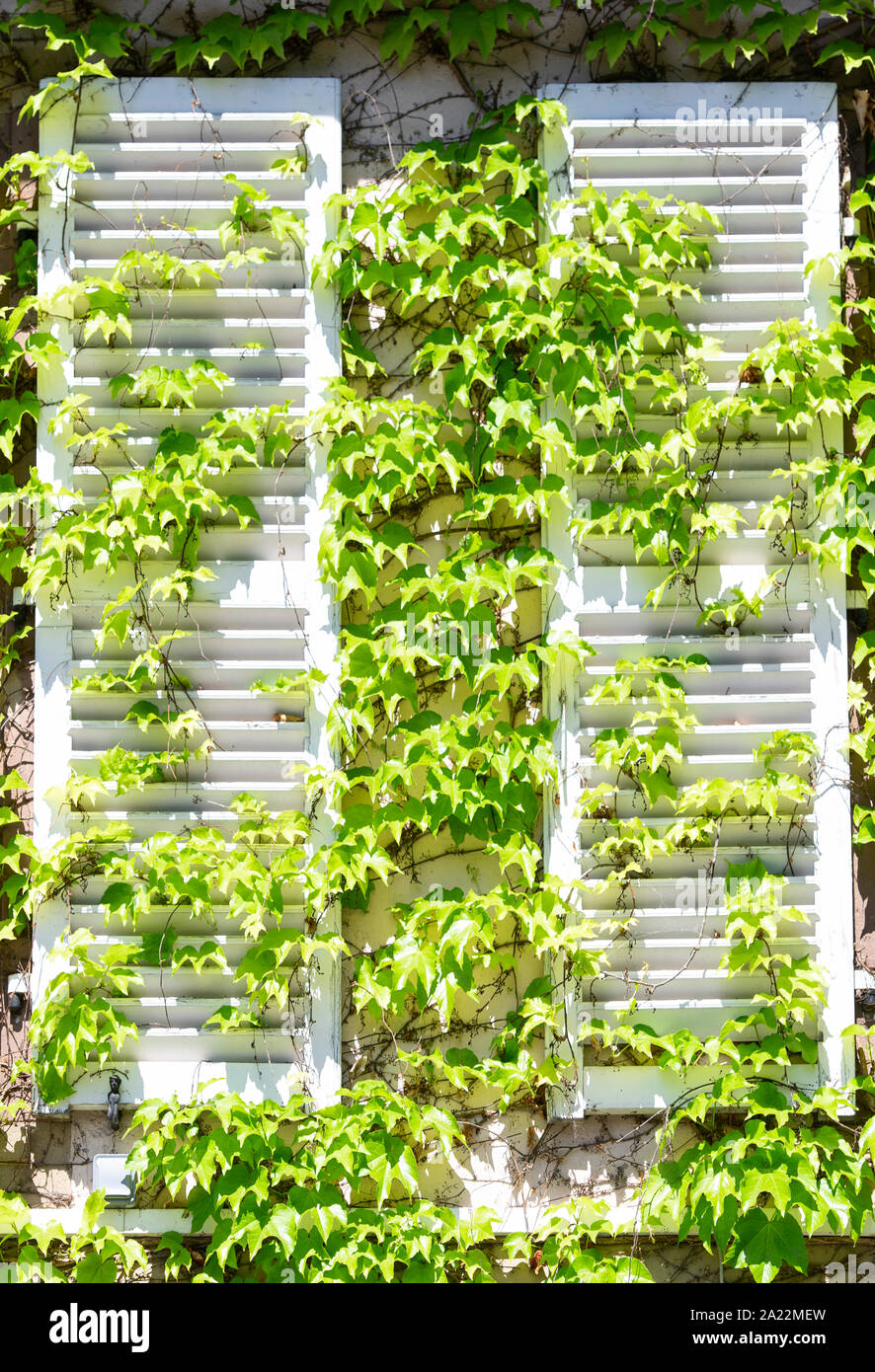 House with Window Frames Covered by Green Ivy, creeping Ivy Plants on ...