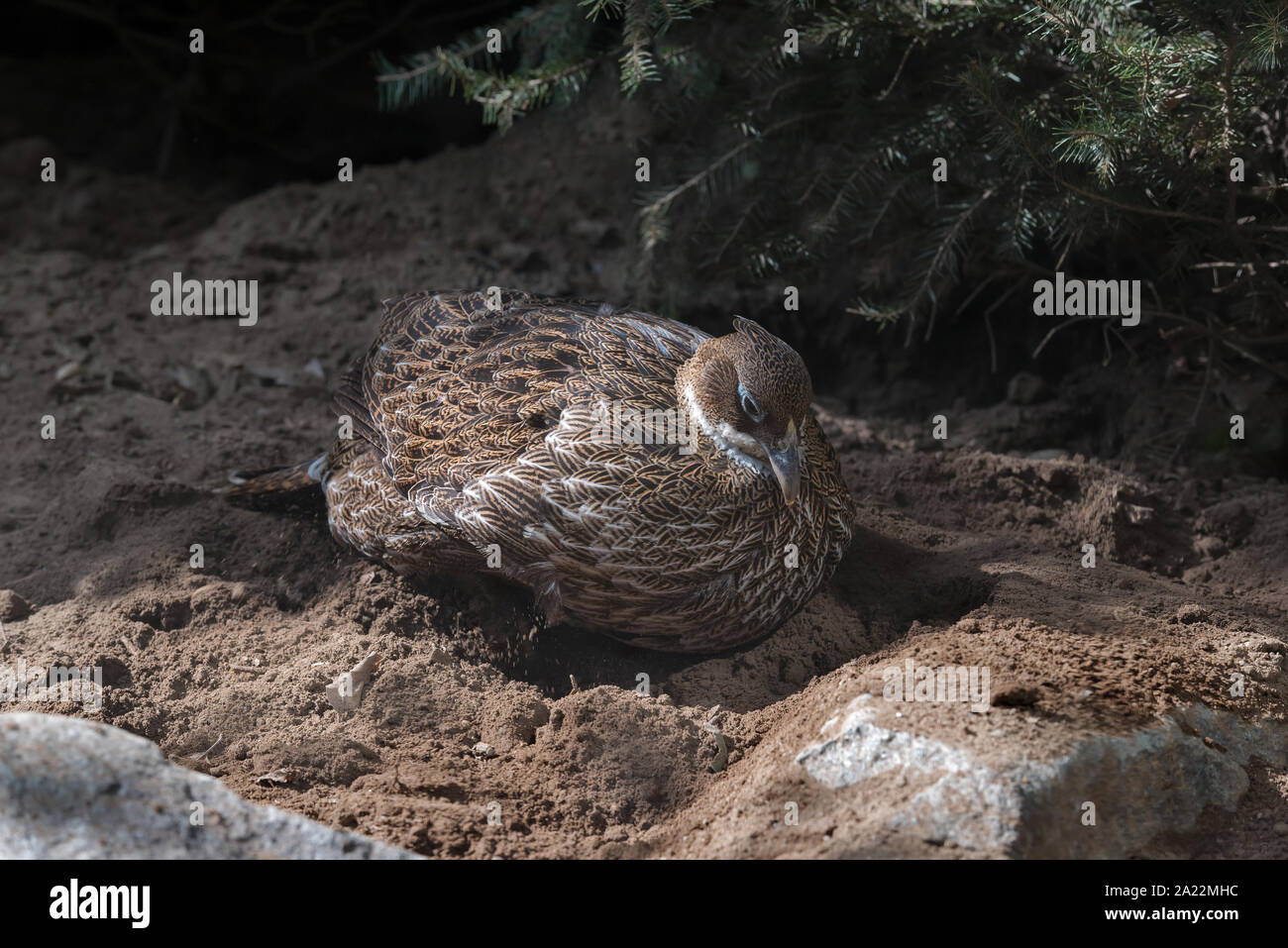 Himalayan Monal (Lophophorus impeyanus Stock Photo - Alamy