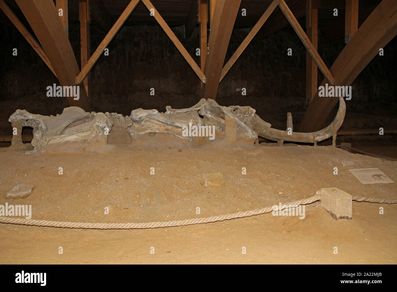 Steppe mammoth Mammuthus trogontherii, fossils at Viminacium ...
