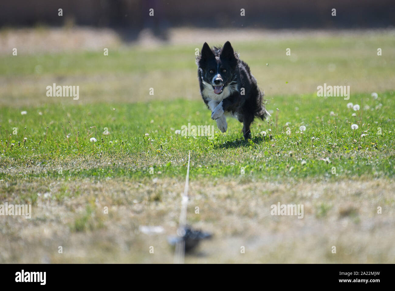 Border collie in a straight line lure course event Stock Photo - Alamy