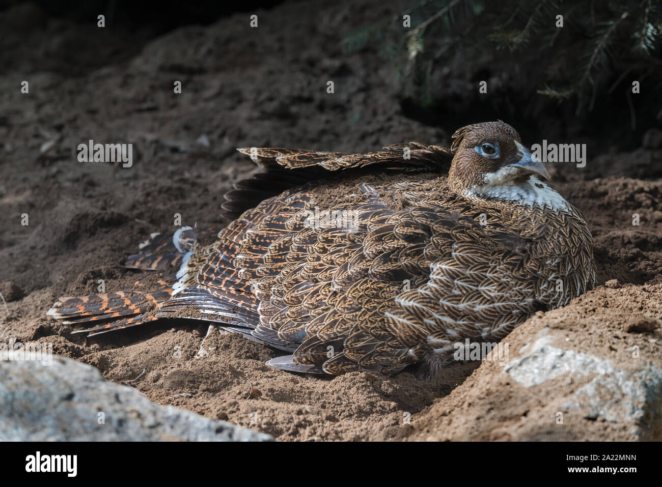 Lophophorus impeyanus hi-res stock photography and images - Alamy