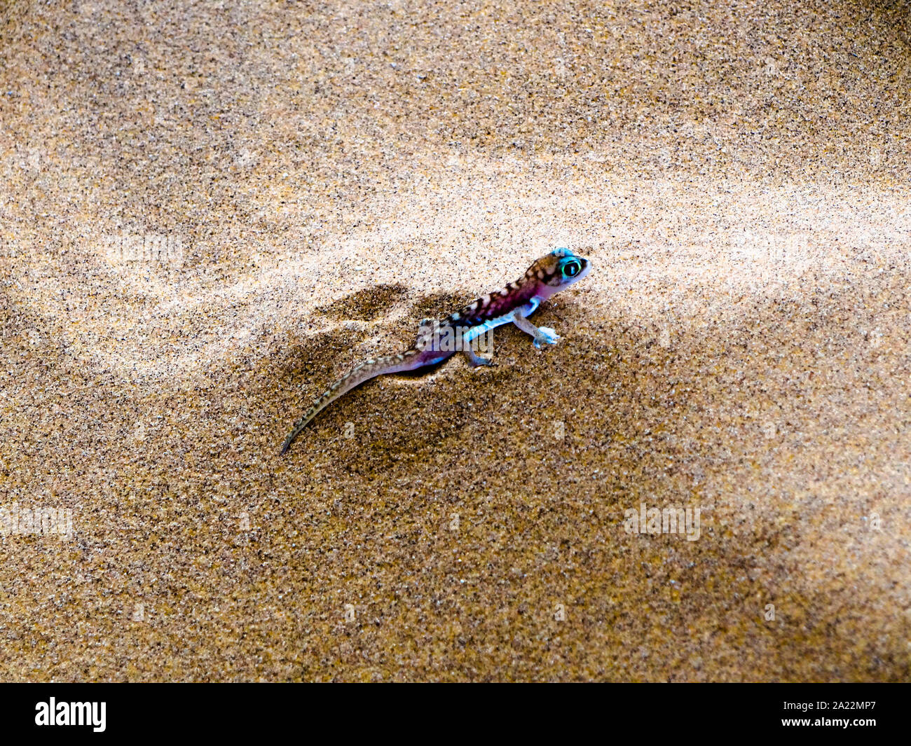 A Namib gecko is posing in the sand. Photograph taken in the Namib near ...