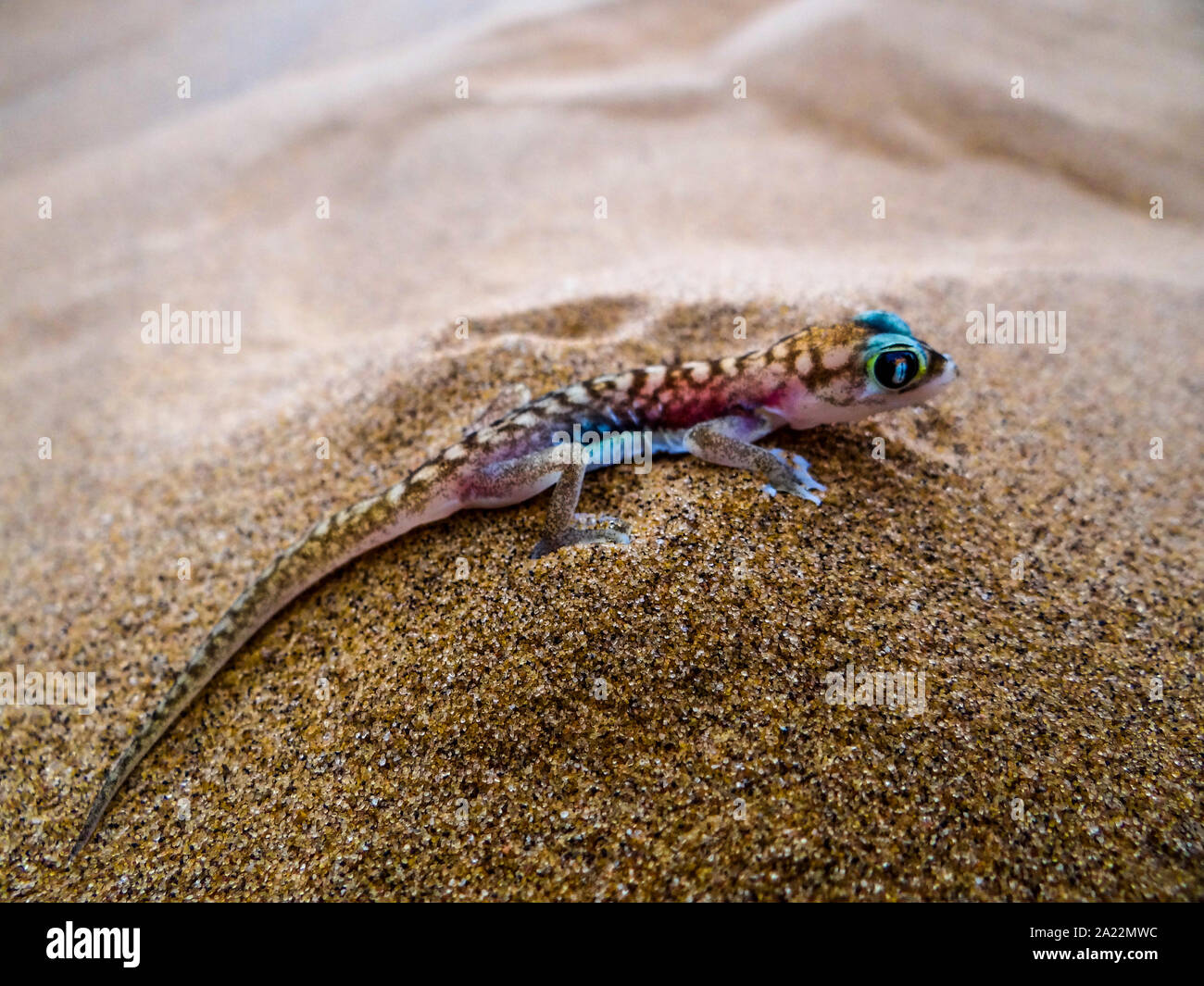 A Namib gecko is posing in the sand. Photograph taken in the Namib near ...