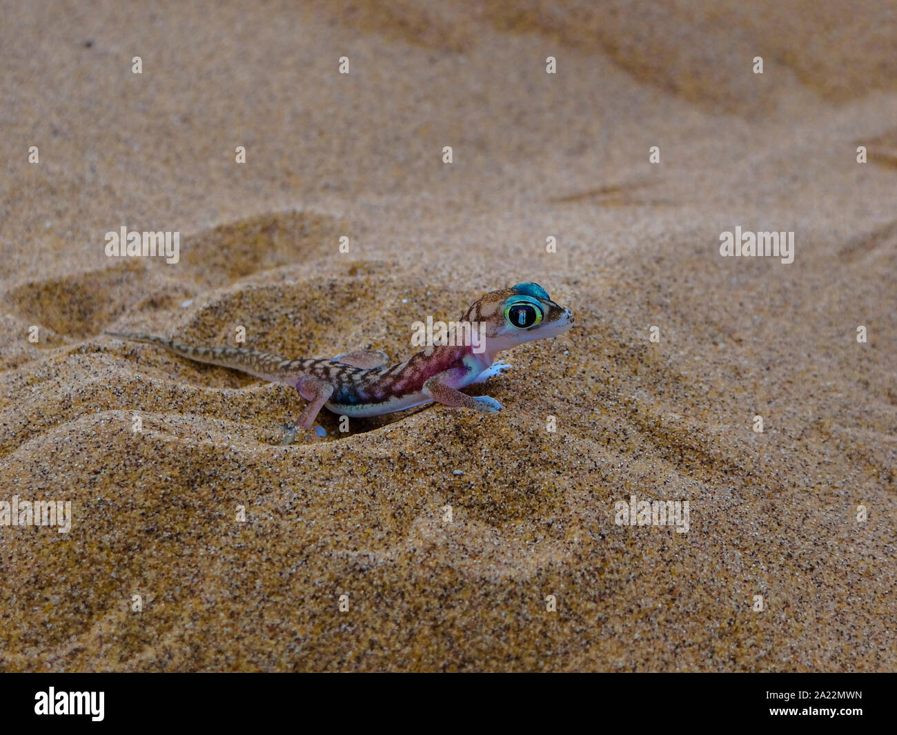 A Namib gecko is posing in the sand. Photograph taken in the Namib near ...