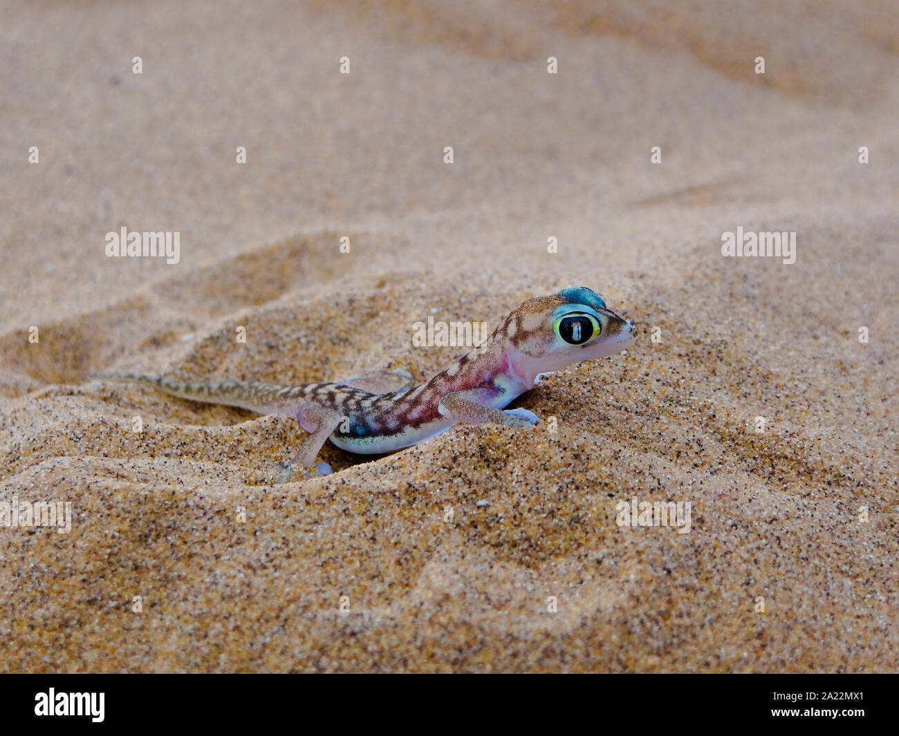 A Namib gecko is posing in the sand. Photograph taken in the Namib near ...