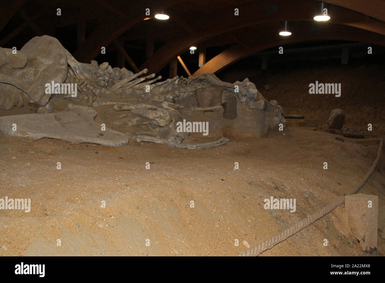 Steppe mammoth fossils, Mammuthus Trogontherii, at Viminacium ...