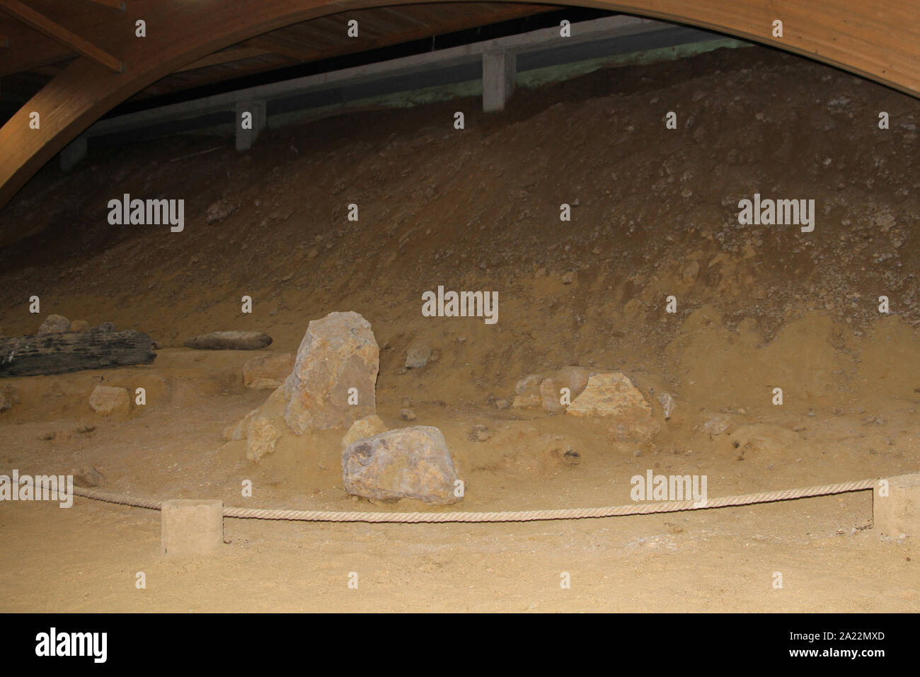 Steppe mammoth fossils, Mammuthus Trogontherii, at Viminacium ...