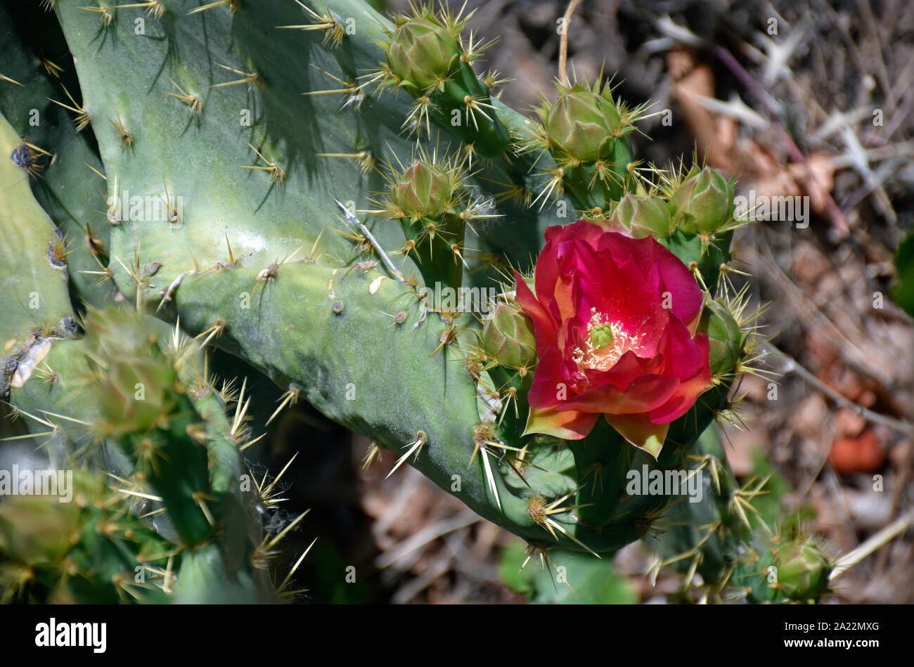Engelmann Prickly Pear or Texas Prickly Pear Photographed at the ...