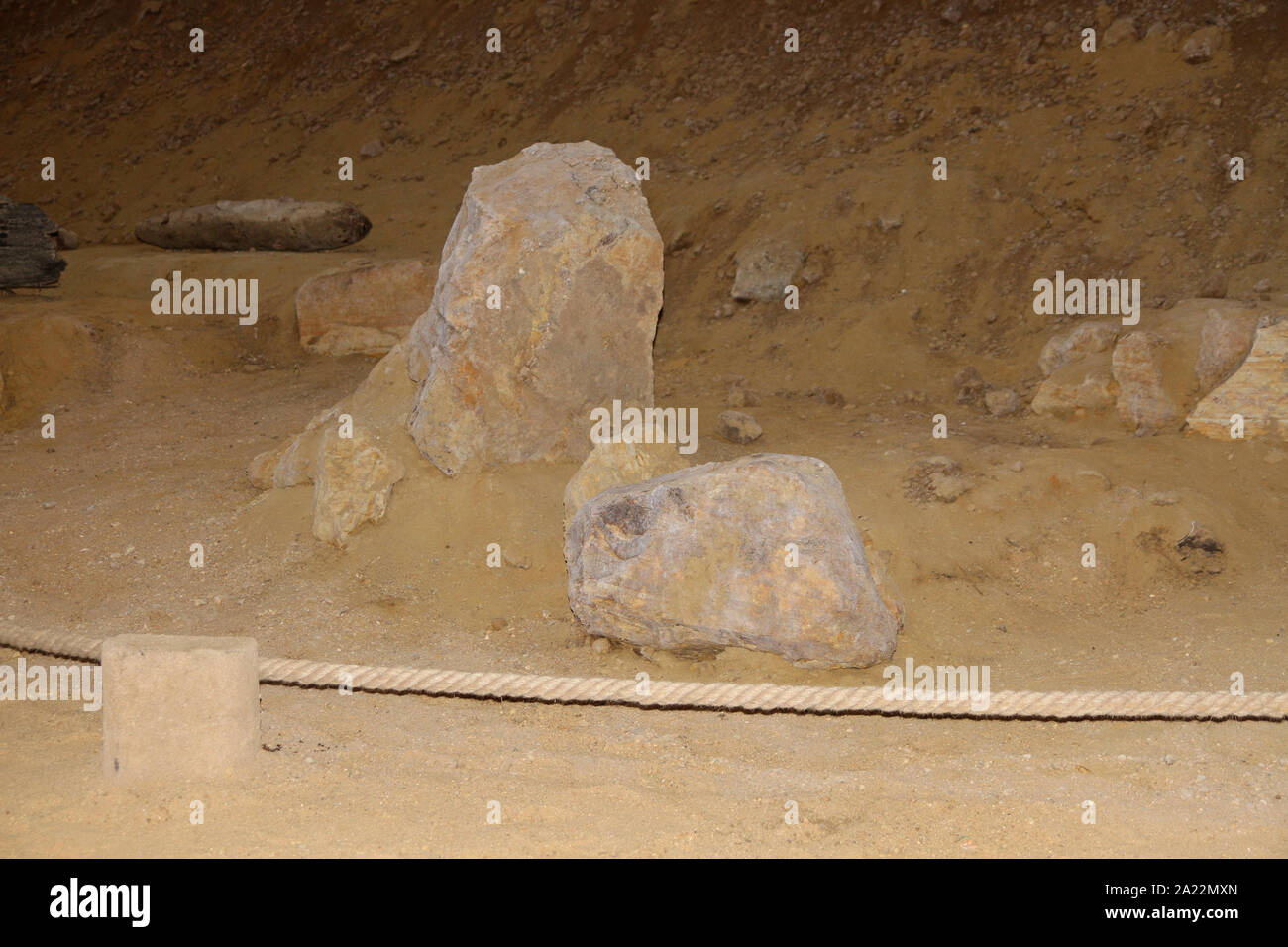 Steppe mammoth fossils, Mammuthus Trogontherii, at Viminacium ...