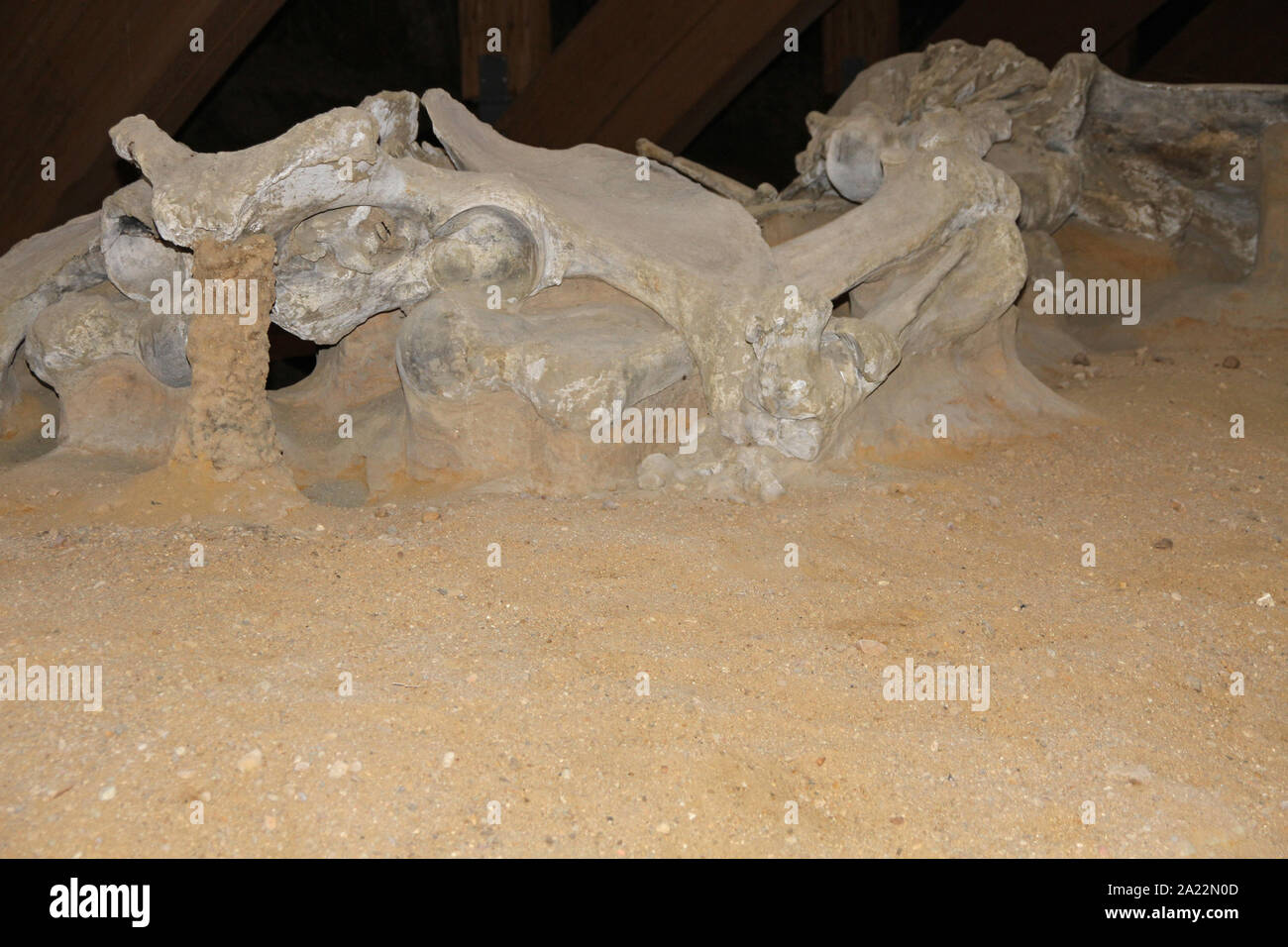 Mammoth fossils hi-res stock photography and images - Alamy