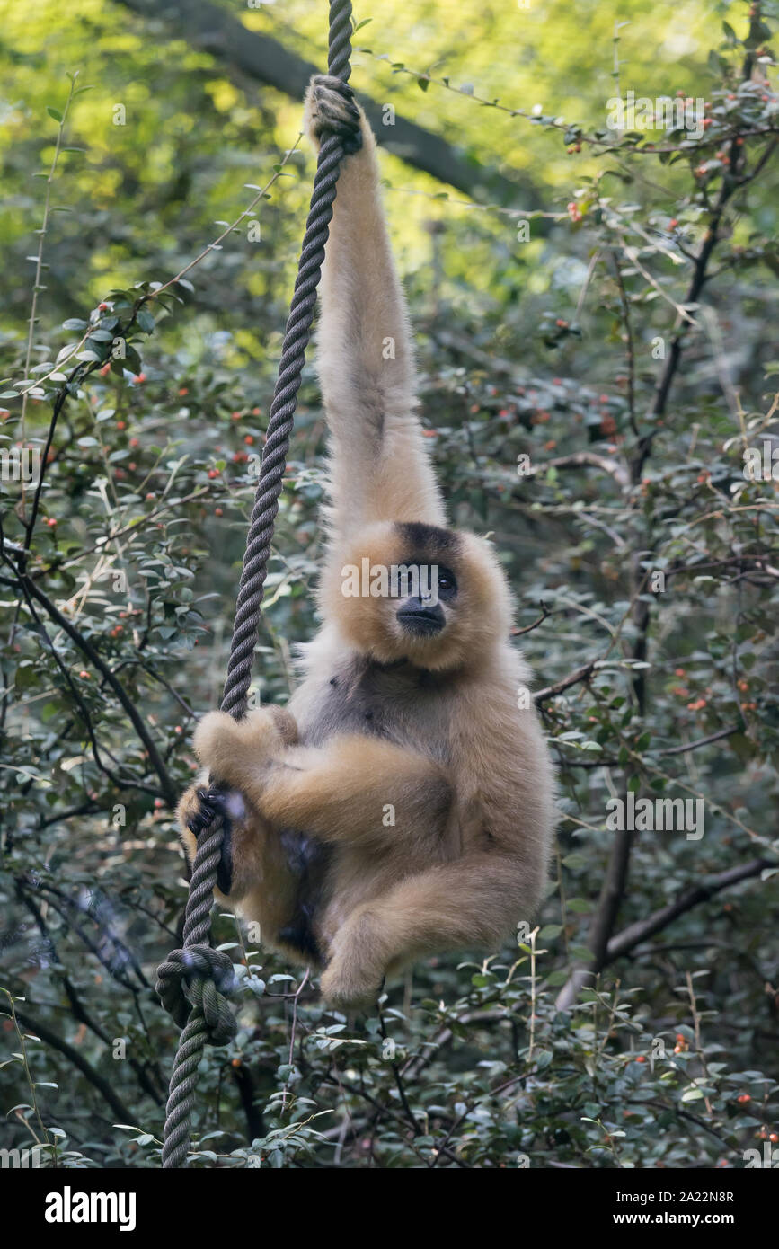 Yellow-cheecked Gibbon (Hylobates gabriellae Stock Photo - Alamy