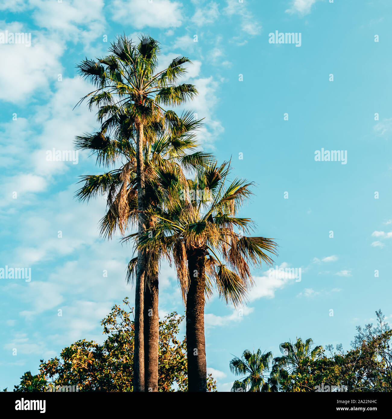 Palm Trees In Cannes Of French Riviera Stock Photo - Alamy