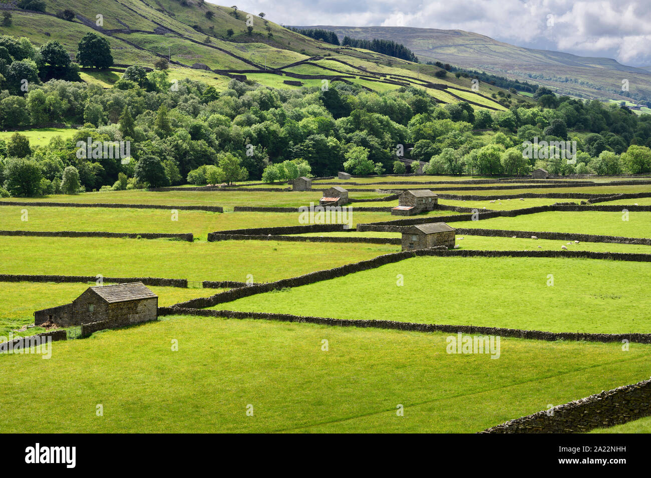 Bright green pasture with drystone walls for Swaledale sheep with barns ...