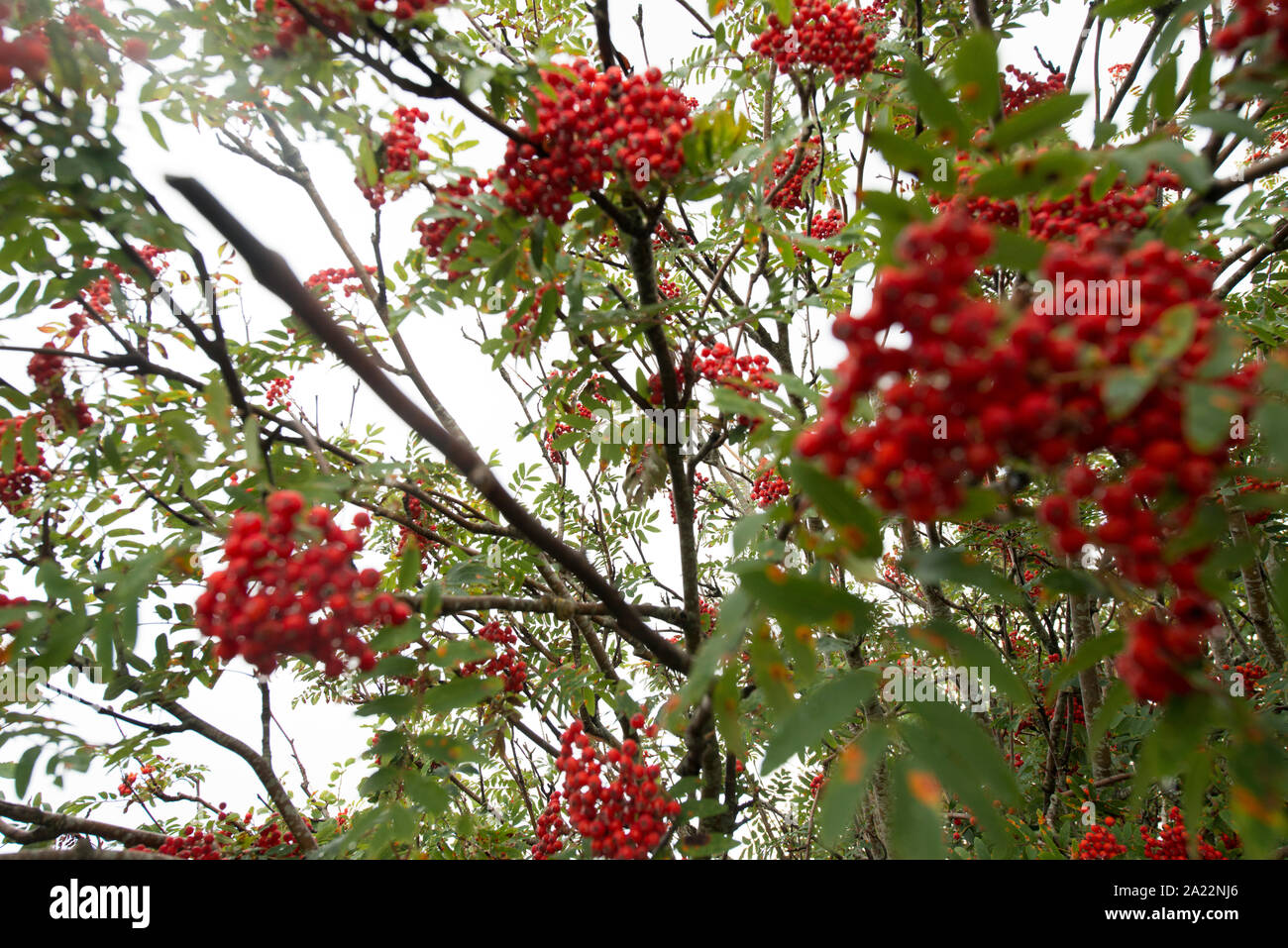 SWEDEN- Plant, photosynthetic, eukaryotes, Plantae, multicell Stock ...