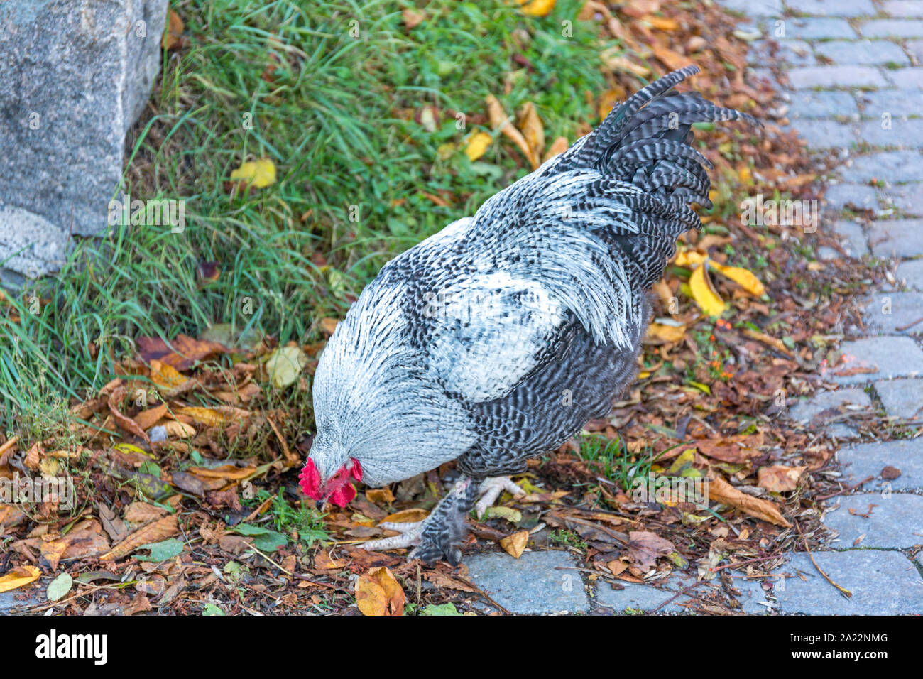Big rooster hi-res stock photography and images - Alamy