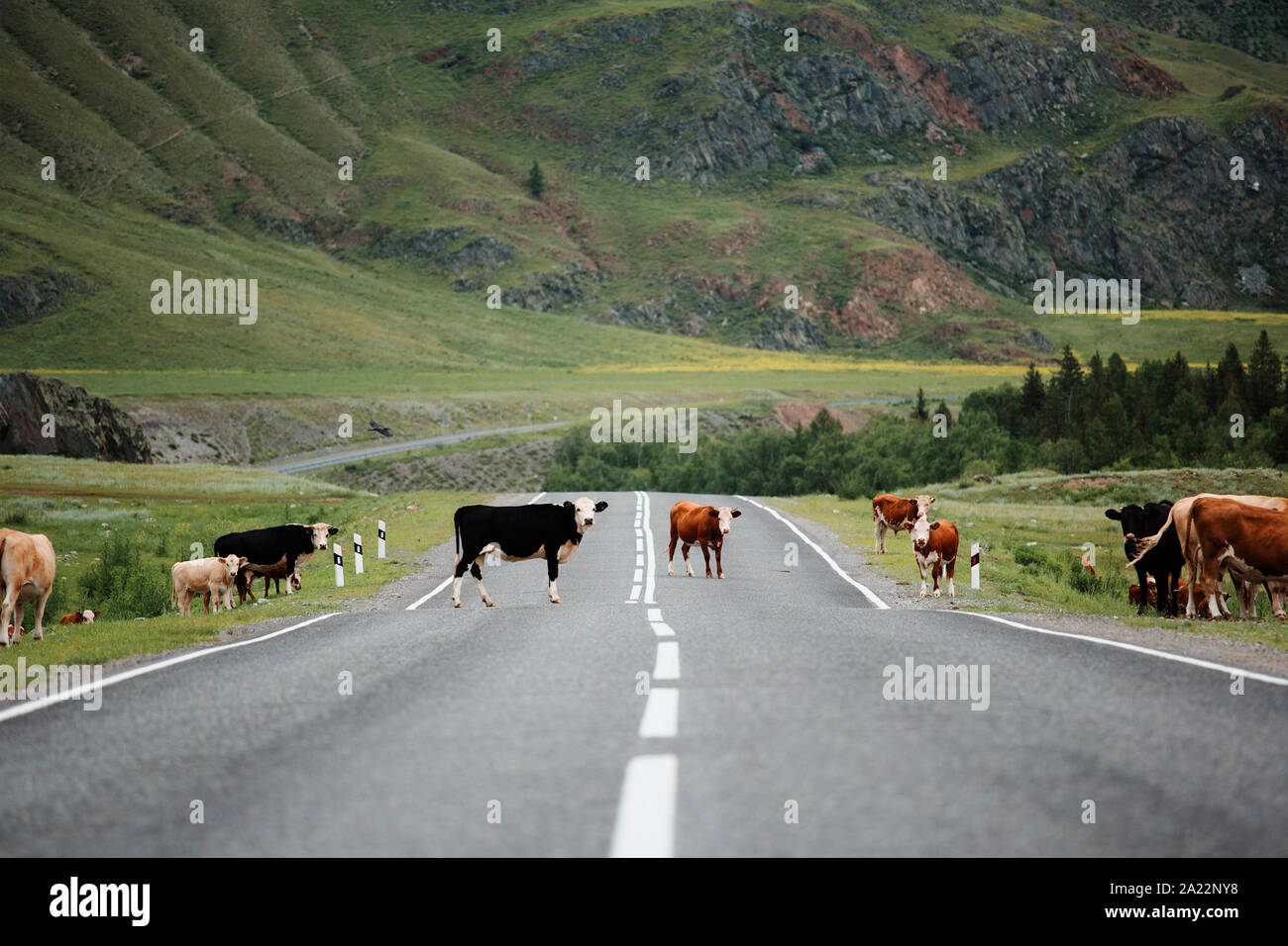 Cow crossing sign hi-res stock photography and images - Alamy