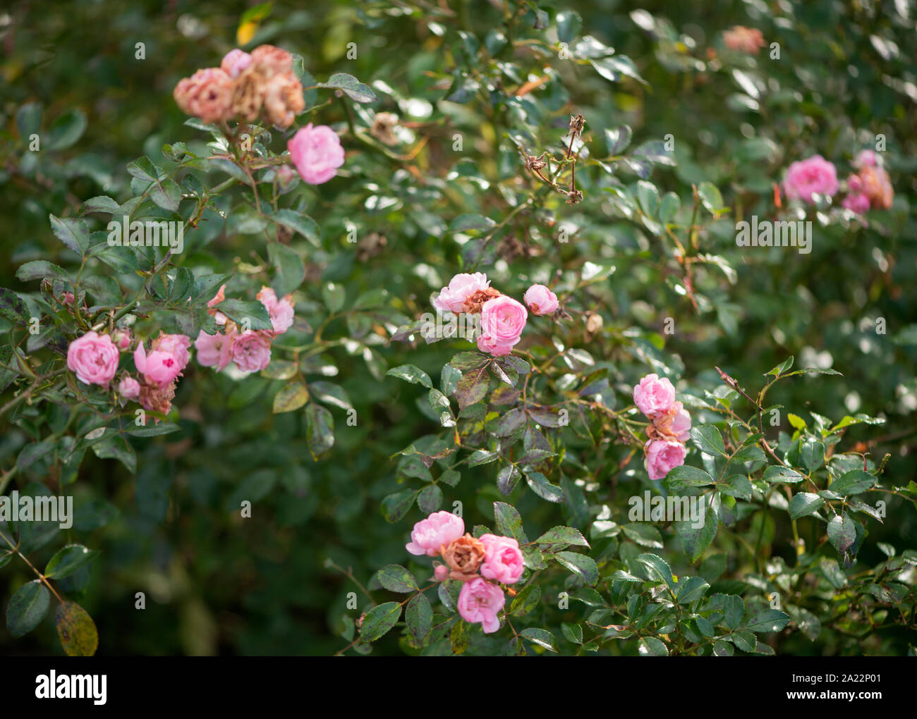 SWEDEN- Plant, photosynthetic, eukaryotes, Plantae, multicell Stock ...