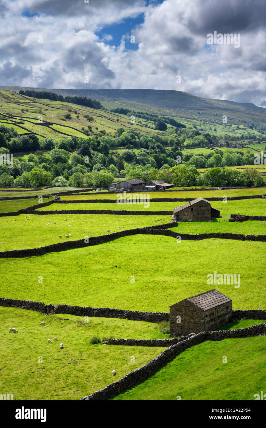 Drystone walls and Swaledale sheep barns in Valley of the River Swale ...