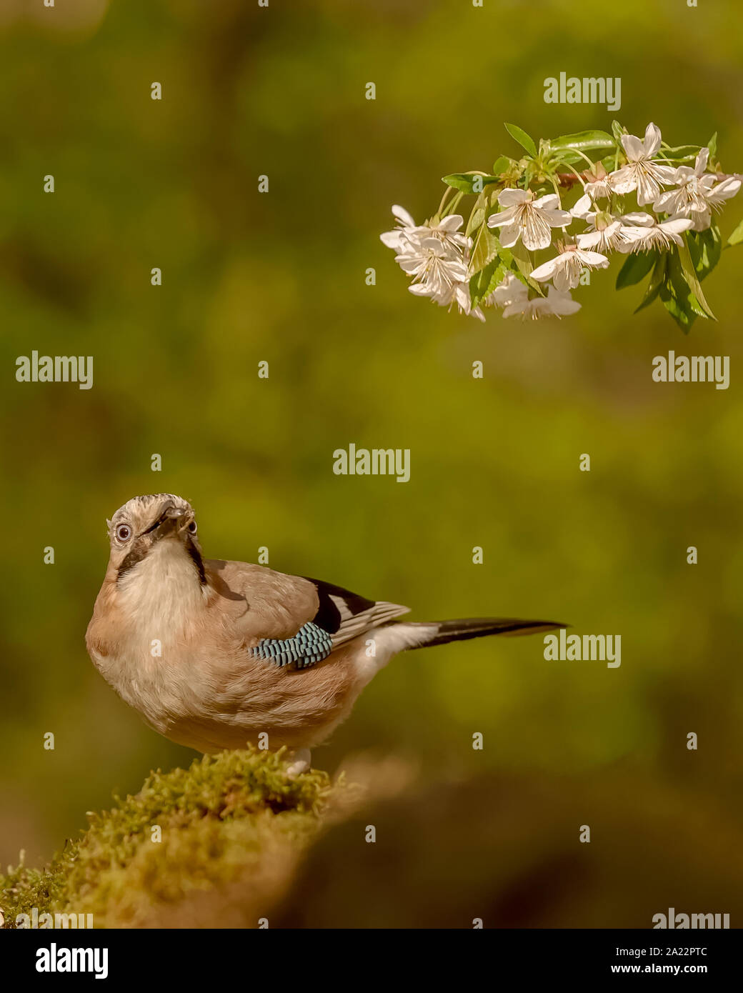 Eurasian jay posing under the flower in the spring sunshine Stock Photo ...