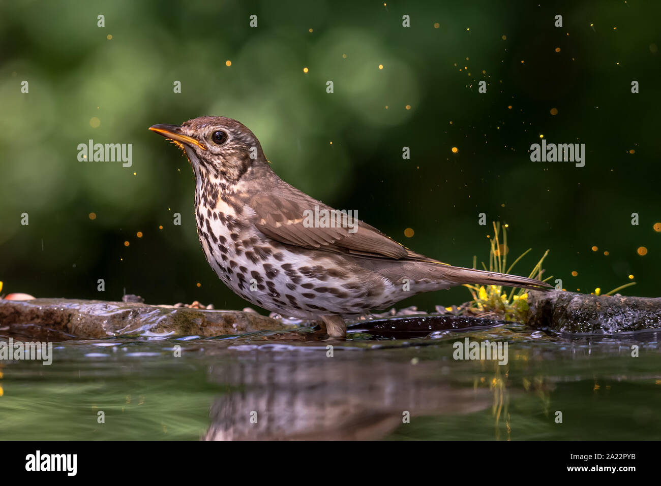 Thrush habitat hi-res stock photography and images - Alamy