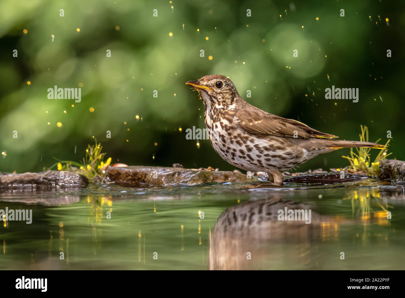 Song thrush portrait hi-res stock photography and images - Alamy