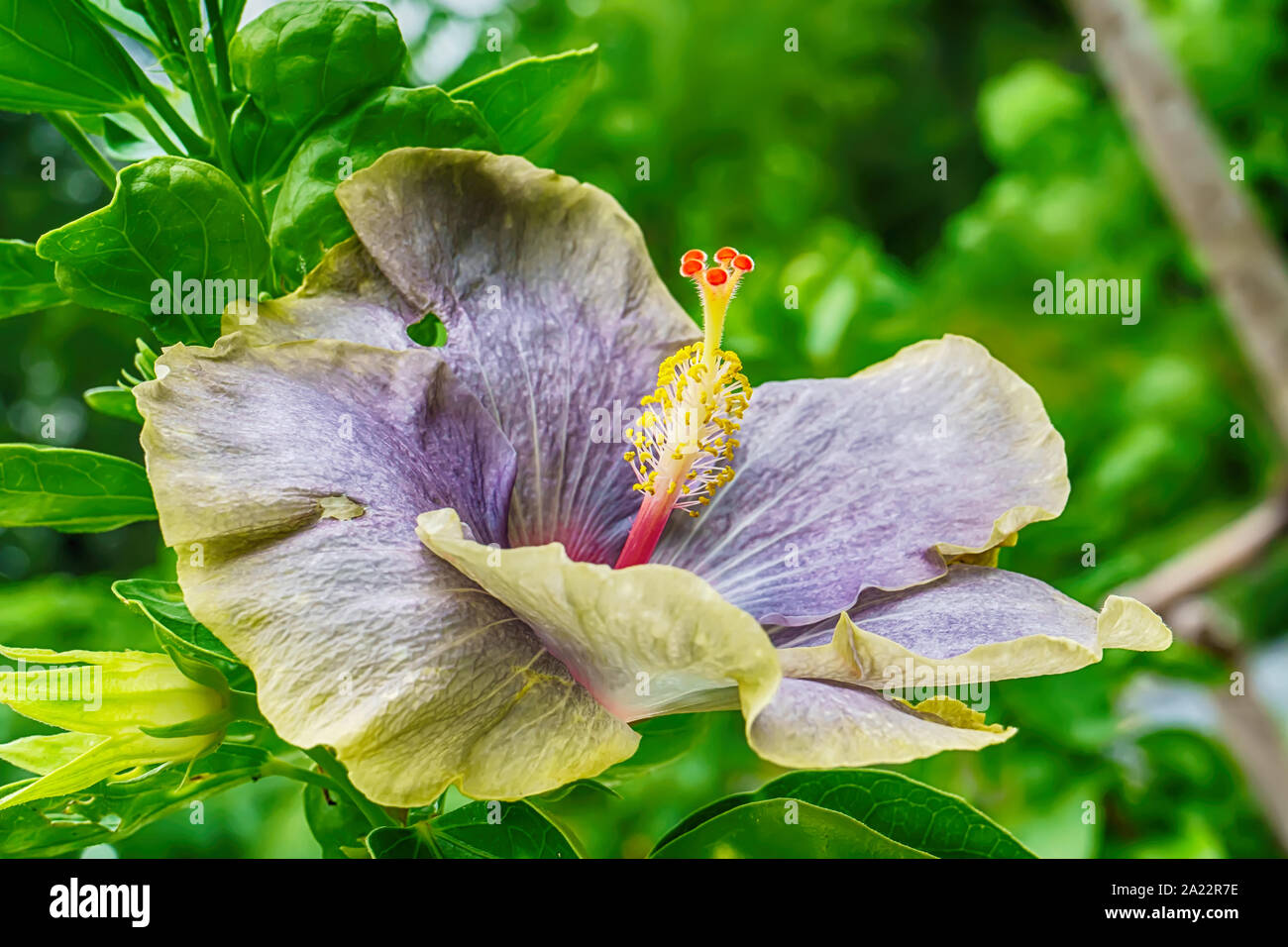 Hibiscus flower is many colors and beautiful in the garden Stock Photo ...