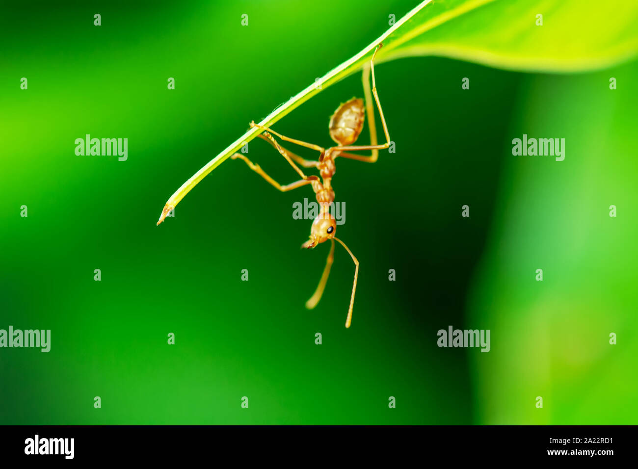 Single red ant alone on the mango leaves Stock Photo - Alamy