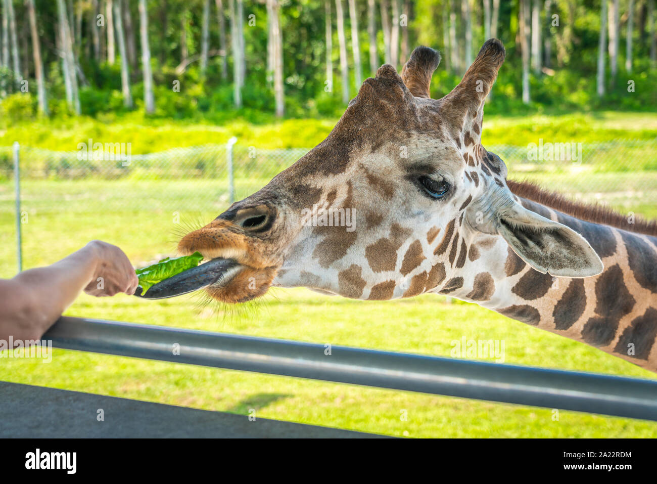 Zoo visitors feeding a giraffe from a raised platform Stock Photo - Alamy