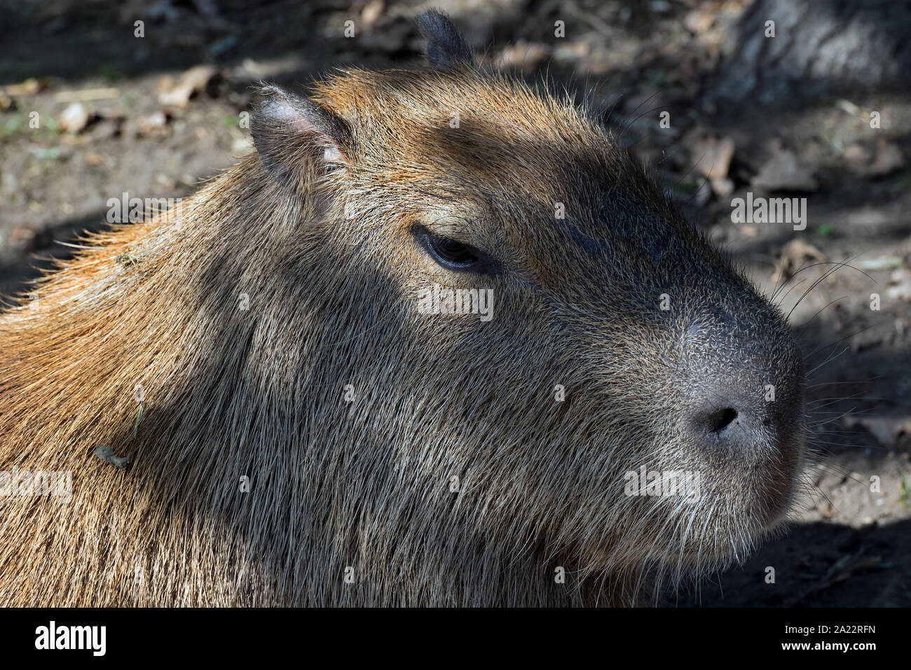 Capybara Attack
