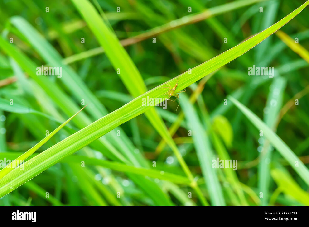 Crickets on leaves hi-res stock photography and images - Alamy