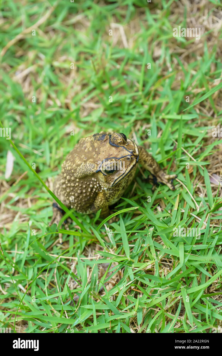 The toad are posing on grass on a nature background Stock Photo - Alamy