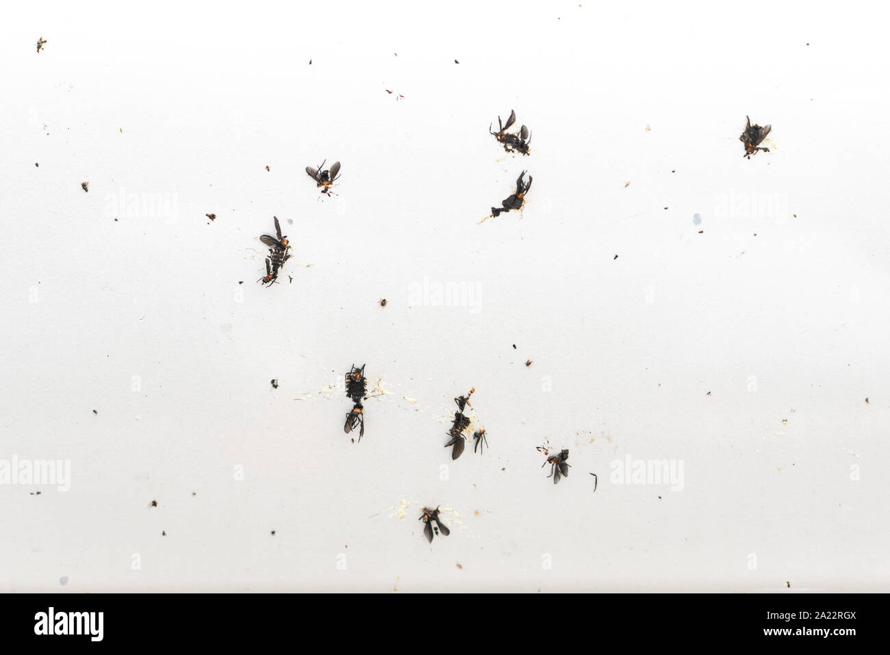 Mosquitoes on body hi-res stock photography and images - Alamy