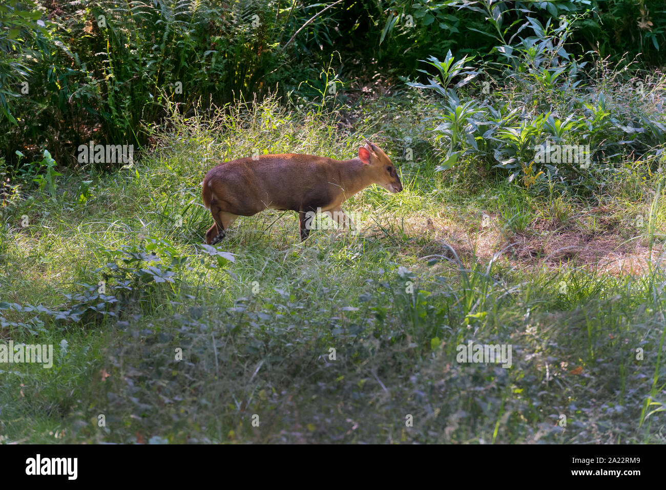 Red Muntjac (Muntiacus muntjak Stock Photo - Alamy