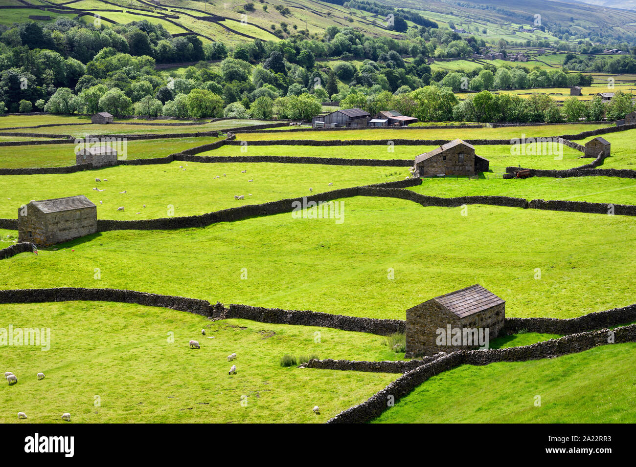 Bright green pasture land in Valley of the River Swale near Gunnerside ...