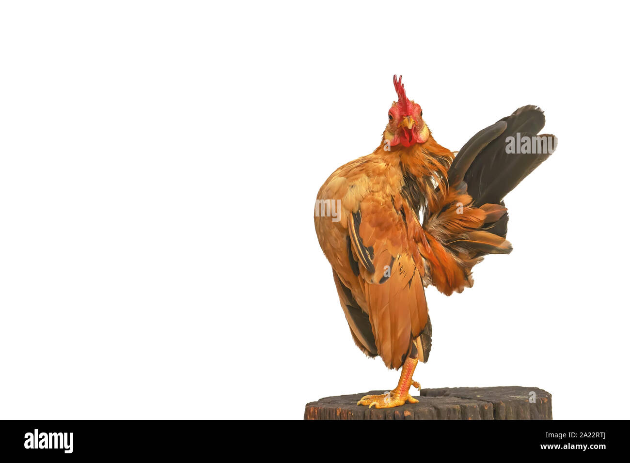 The serama or the malaysian serama are poses on the timber on a white ...