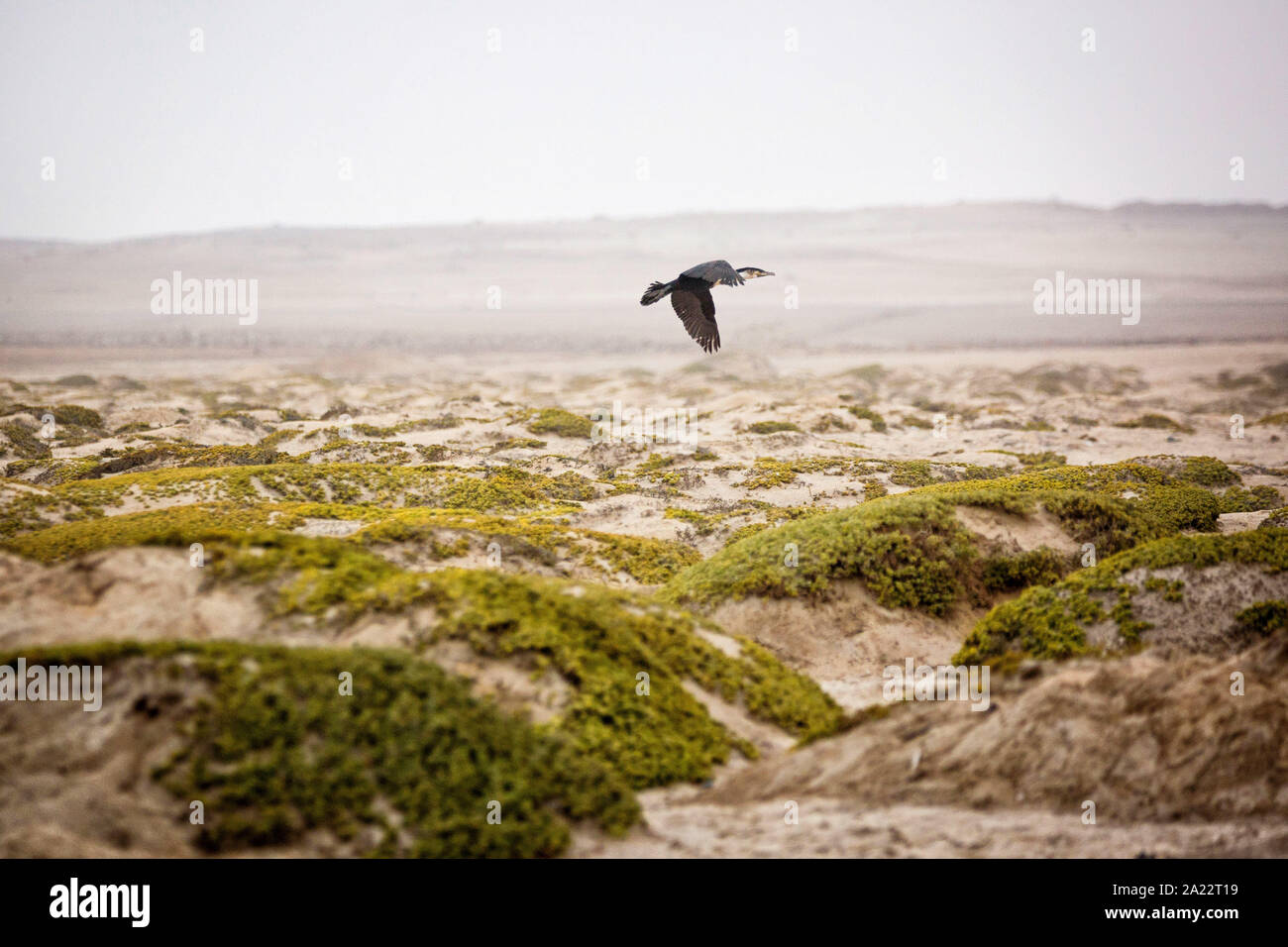 Flying skeleton hi-res stock photography and images - Alamy