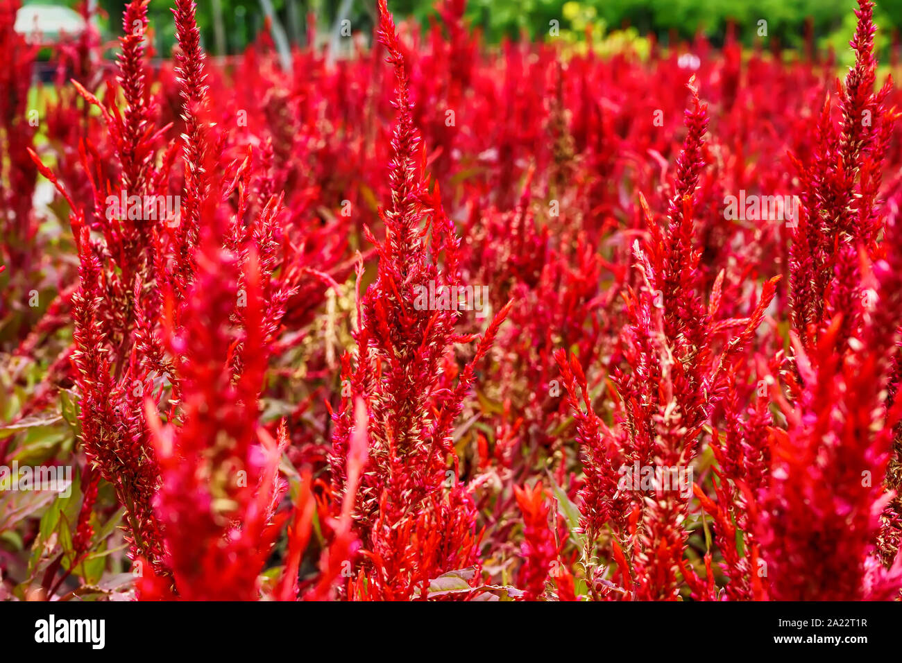 Silver cockscomb plant hi-res stock photography and images - Alamy