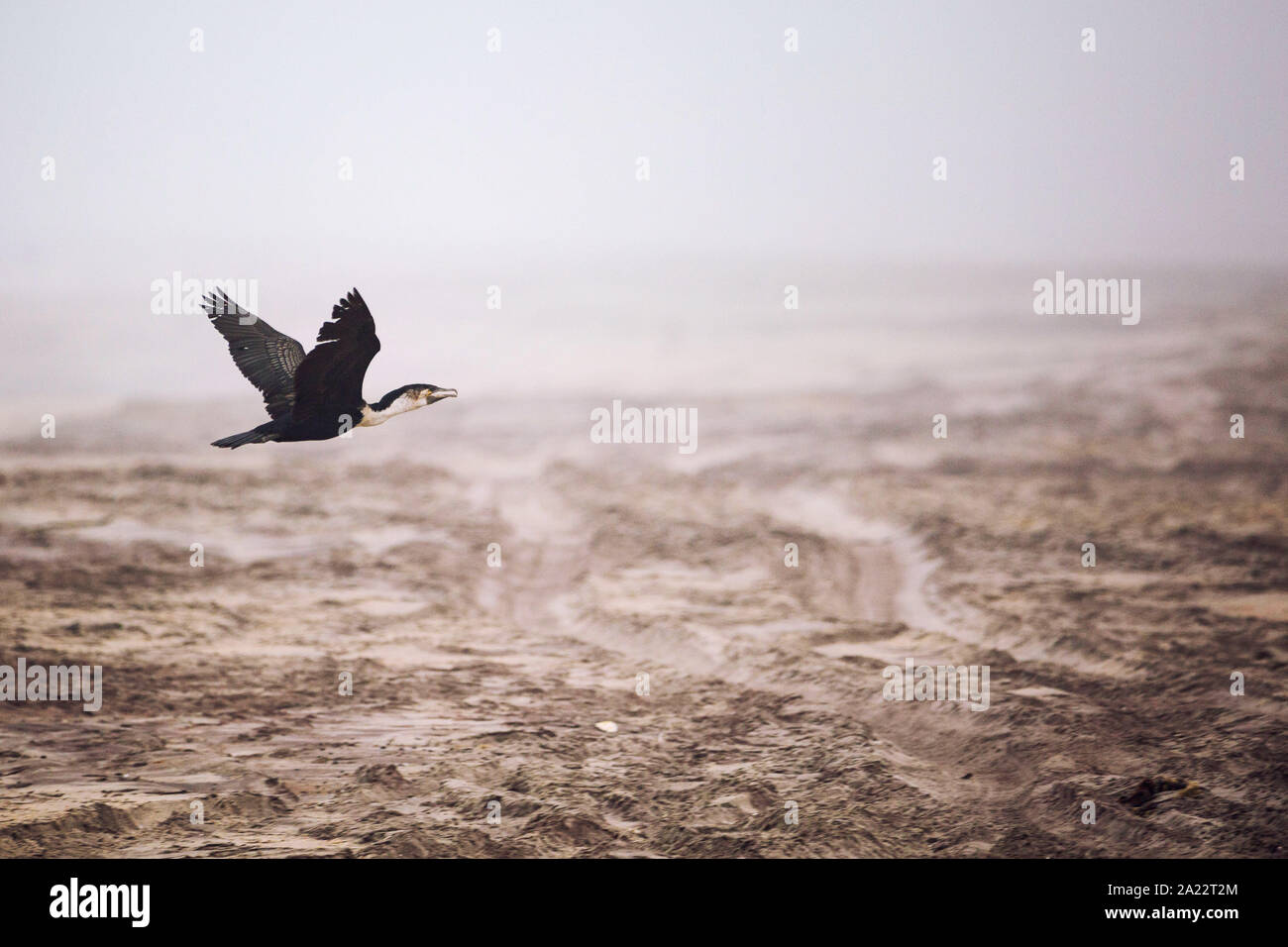 Wildlife skeleton coast hi-res stock photography and images - Alamy