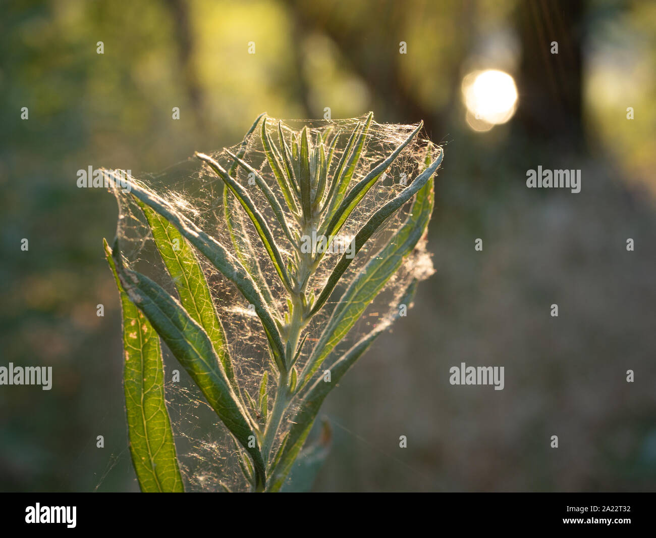 Sun rays through spider web cover plant Stock Photo - Alamy