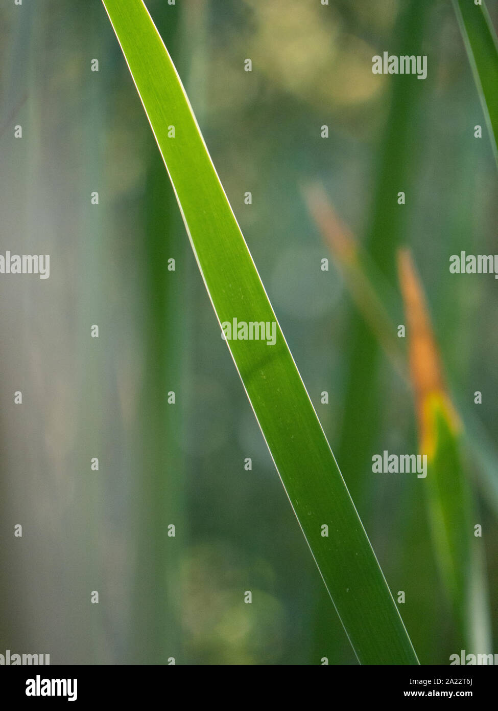 Strong diagonal line hi-res stock photography and images - Alamy