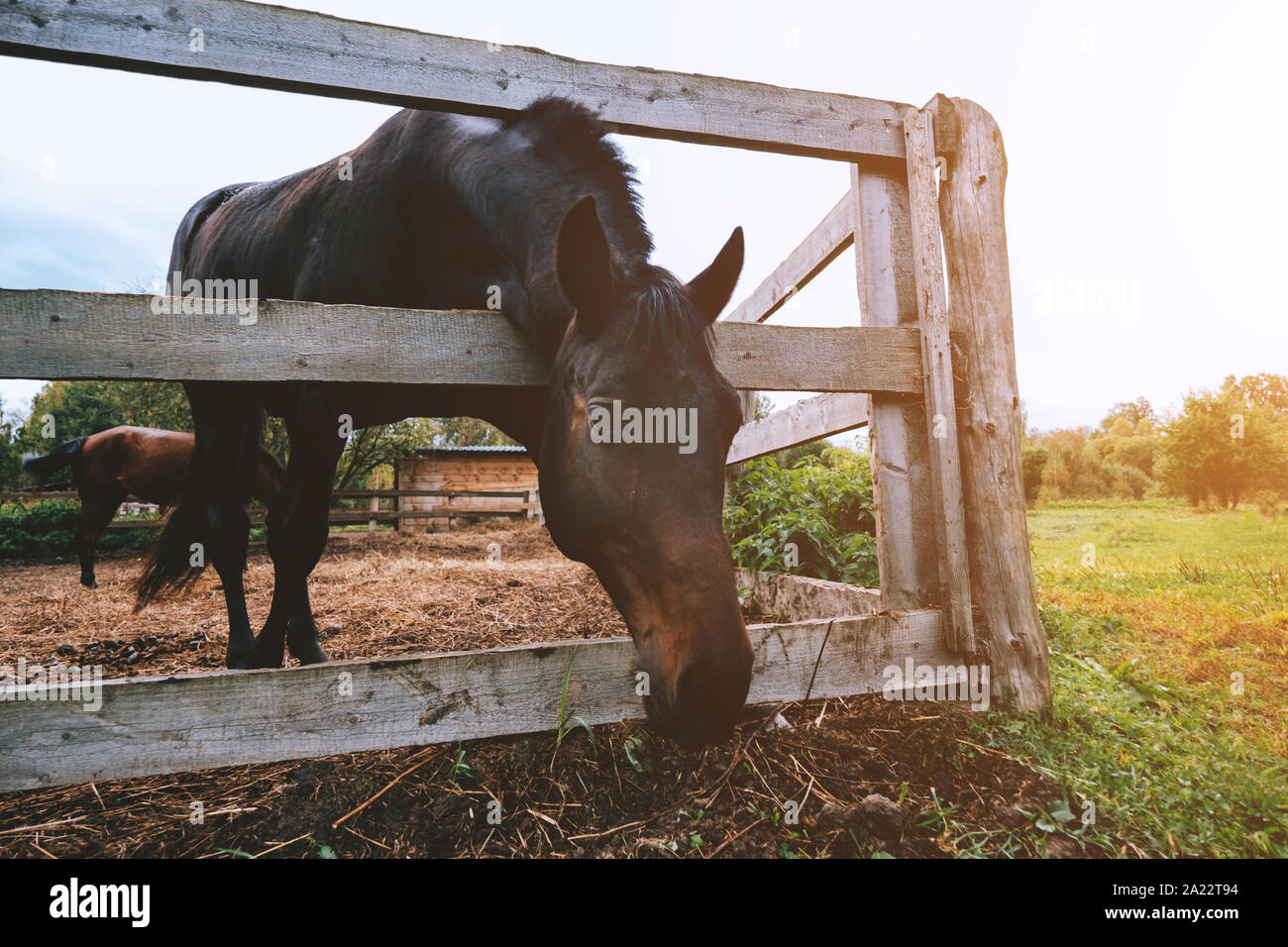 Thoroughbred horse on farm side view. Countryside landscape background ...
